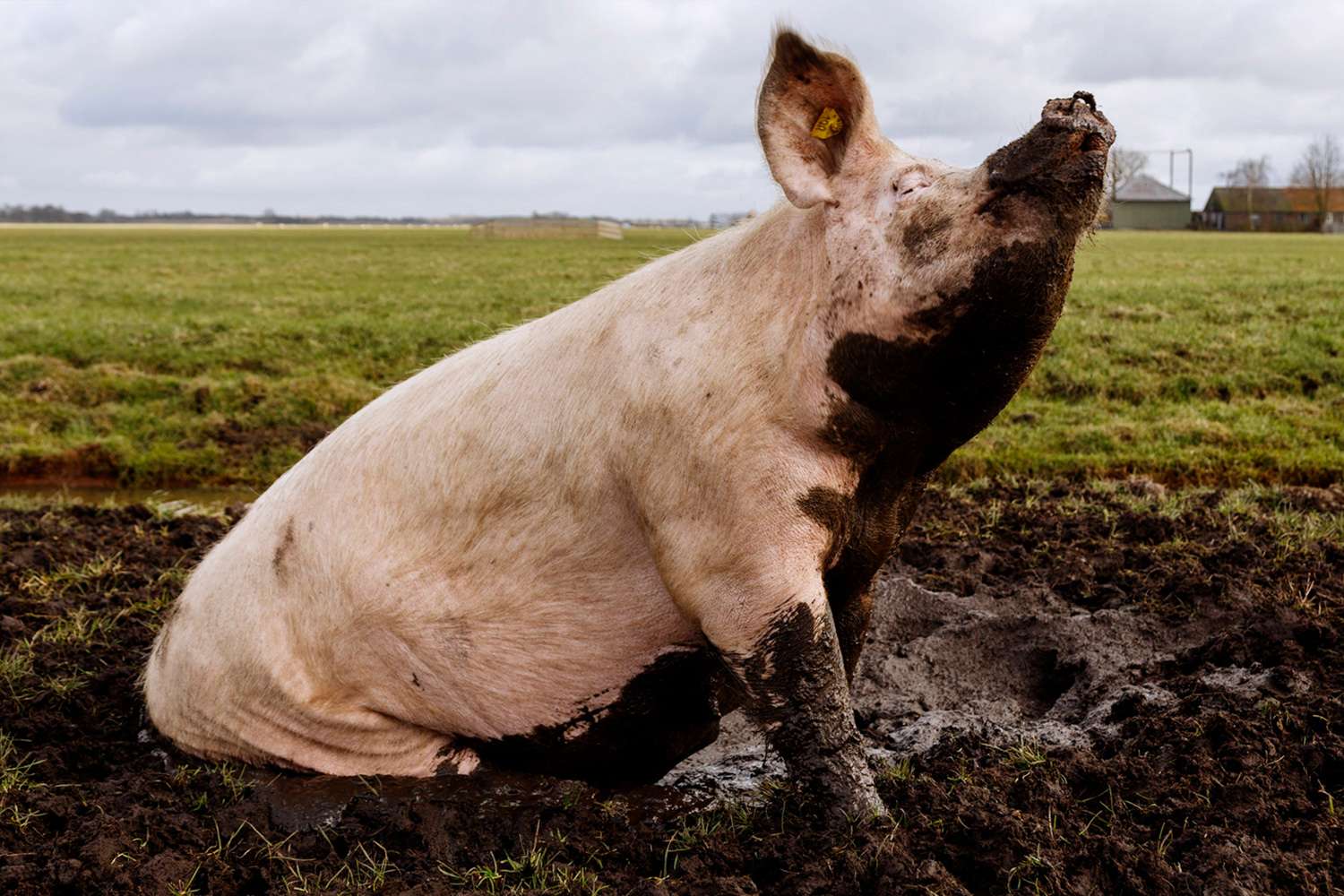 De boeren van Koopeenvarken.nl | Leer onze boeren kennen