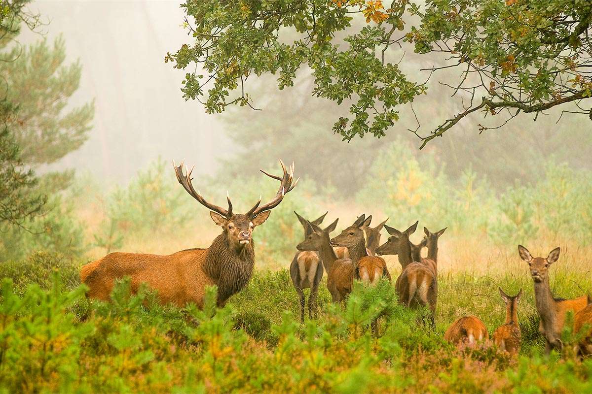Herten op de Veluwe | Koopeenhert.nl